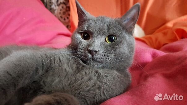 Котик норд