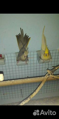 Продам пару корелл