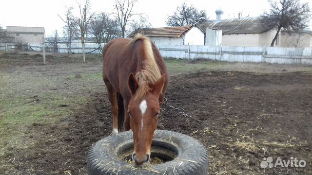 Кобыла 3,5 года
