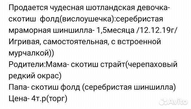 Чудесная девочка-скотиш фолд