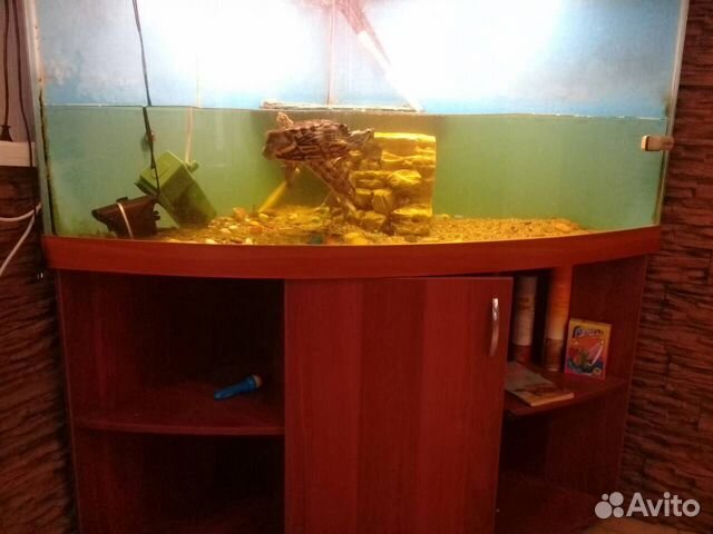 Красноухие черепахи