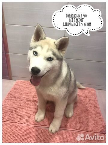 Кобель хаски (4 месяца, родословная РКФ)