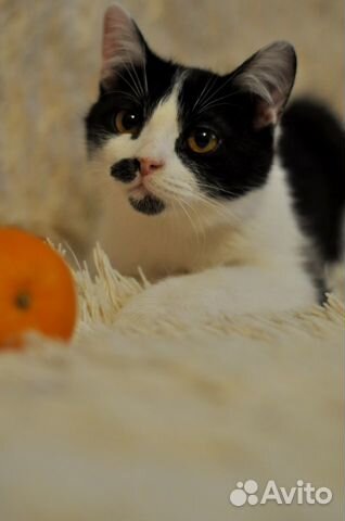 Знакомьтесь - Тимоша