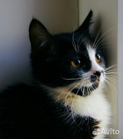 Котенок ищет дом