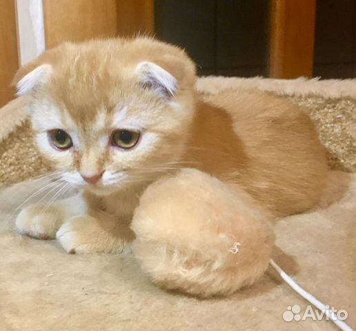 Шотландский вислоухий котёнок