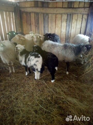 Бараны, живой вес, оптом