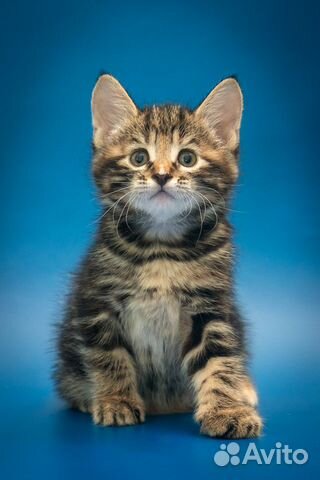 Девочка-курбобик. Очень красивая