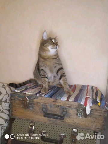 Никос