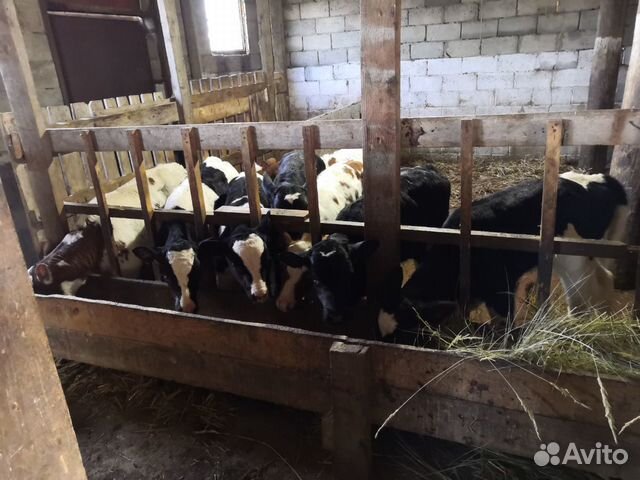 Продаются телята,от 5 дней