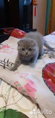 Шотландские котята