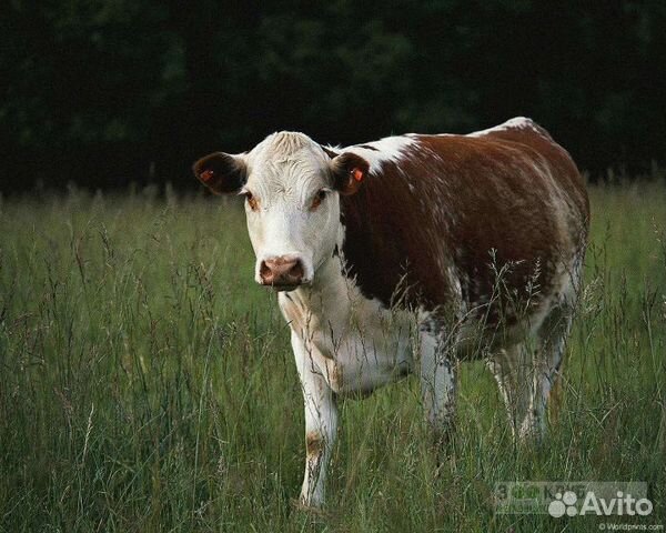 Телка 2.5 года