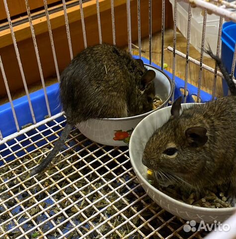 Отдам в добрые руки дегу