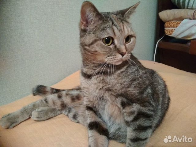 Отдаётся шотландская кошечка