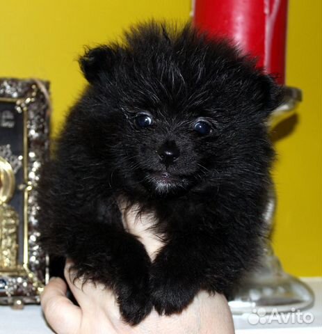 Померанские шпицы-самые маленькие медвежатки
