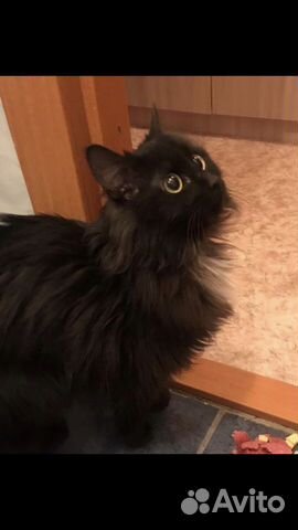 Умная молодая кошка ищет дом