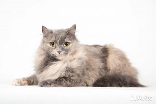 Пушистая трехцветная красавица Мышка