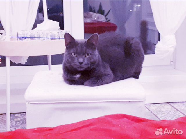Сама милота