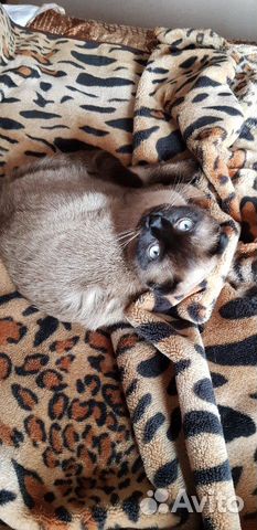 Кот на вязку