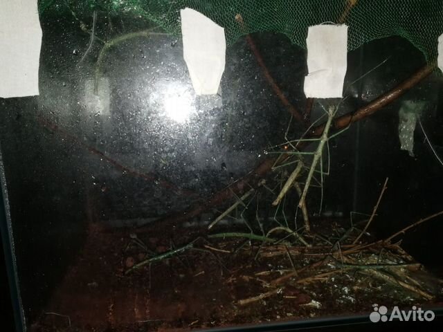 Анамские палочники с аквариумом