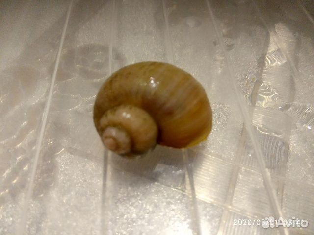 Ампулярии 2-4 см в диаметре