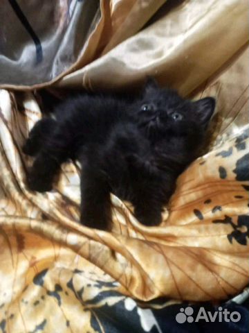 Экзот Джоник