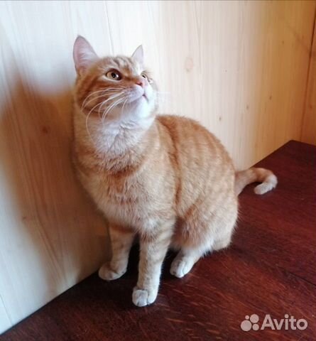 Персик, он и есть сладкий