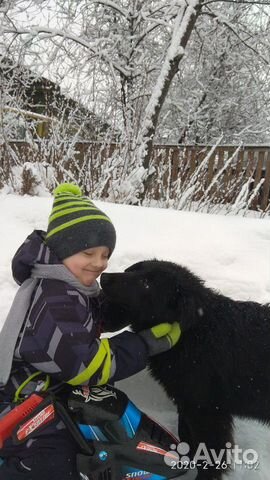 Щенки ждут своего любящего хозяина