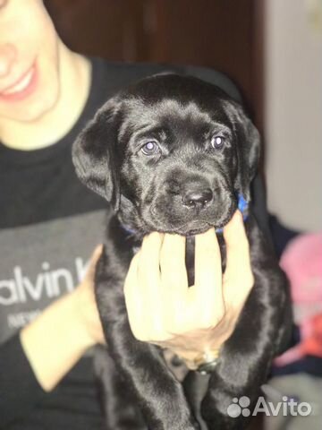Лабрадор щенок