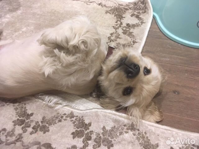 Щенки Кокер Спаниелей (американцы)