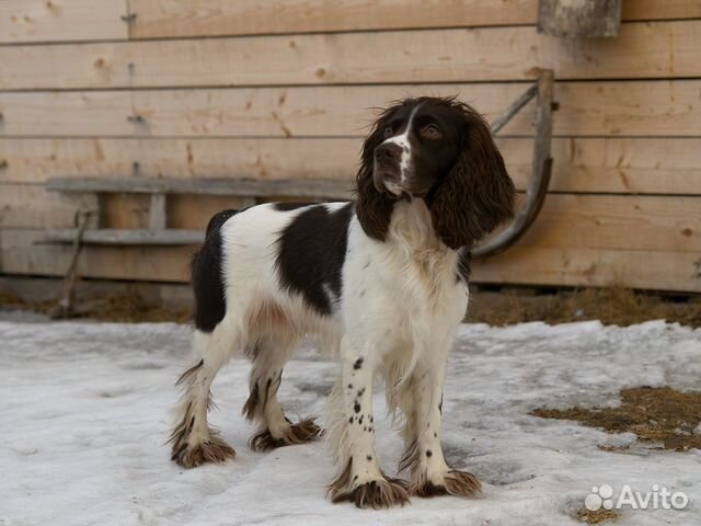 Английский спрингер спаниель ищет подружку