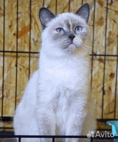 Тайская кошка Есения
