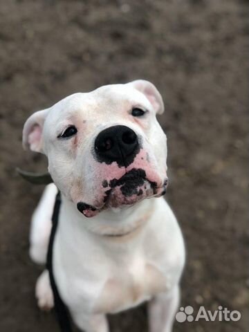 Серьезный Томми в дар