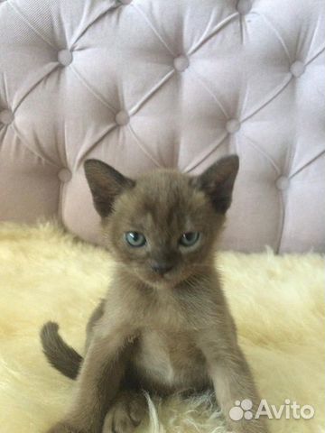 Европейская бурма мальчик