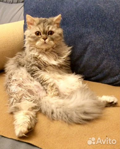 Кошка в кудрявой шубке