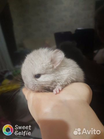 Шиншилла