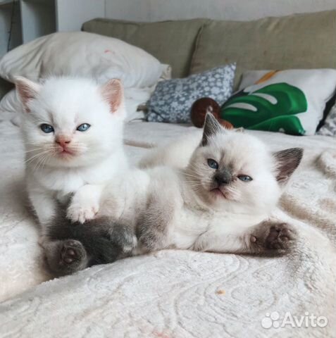 Британские котята