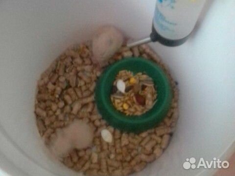 Сирийские хомячки мальчик и девочка