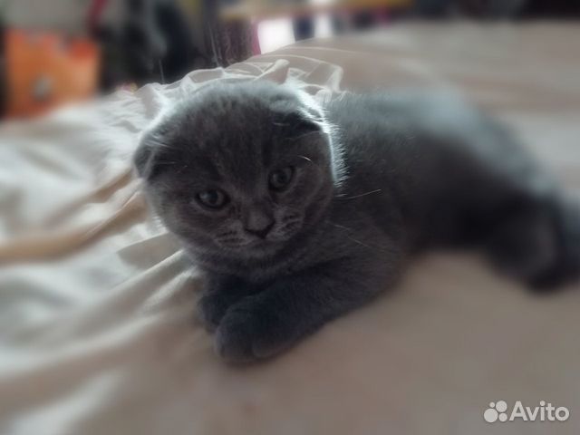 Шотландская