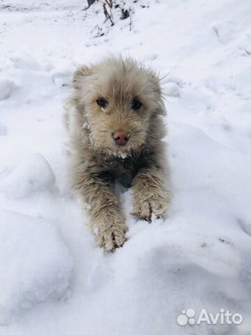 Щенок (7-9 мес)