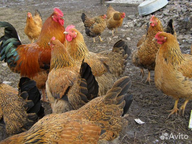 Куры Кучинская 7-8 мес