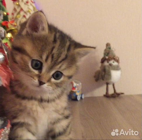 Шотландская Девочка