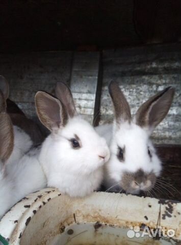 Крольчата