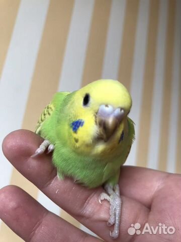 Птенец волнистый попугай