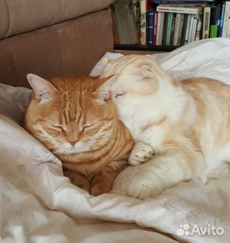 Отдам породистых котов в хорошие добрые руки