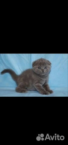 Шотландская вислоухая девчушка