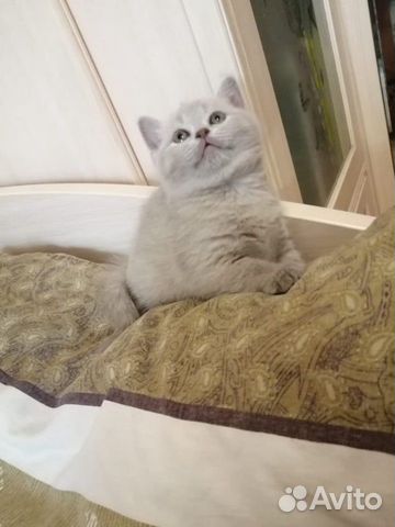 Кошка шотландка