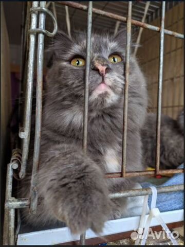 Совёнок ищет дом