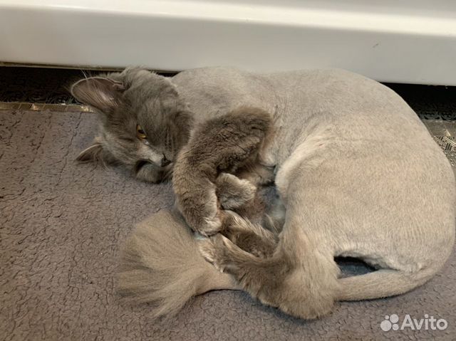 Кошка