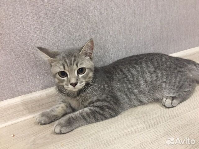 Котик 4,5 месяца