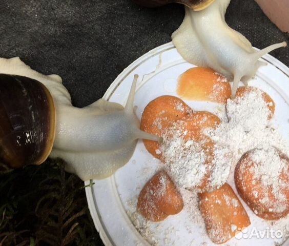 Улитки архахатина и ахатина